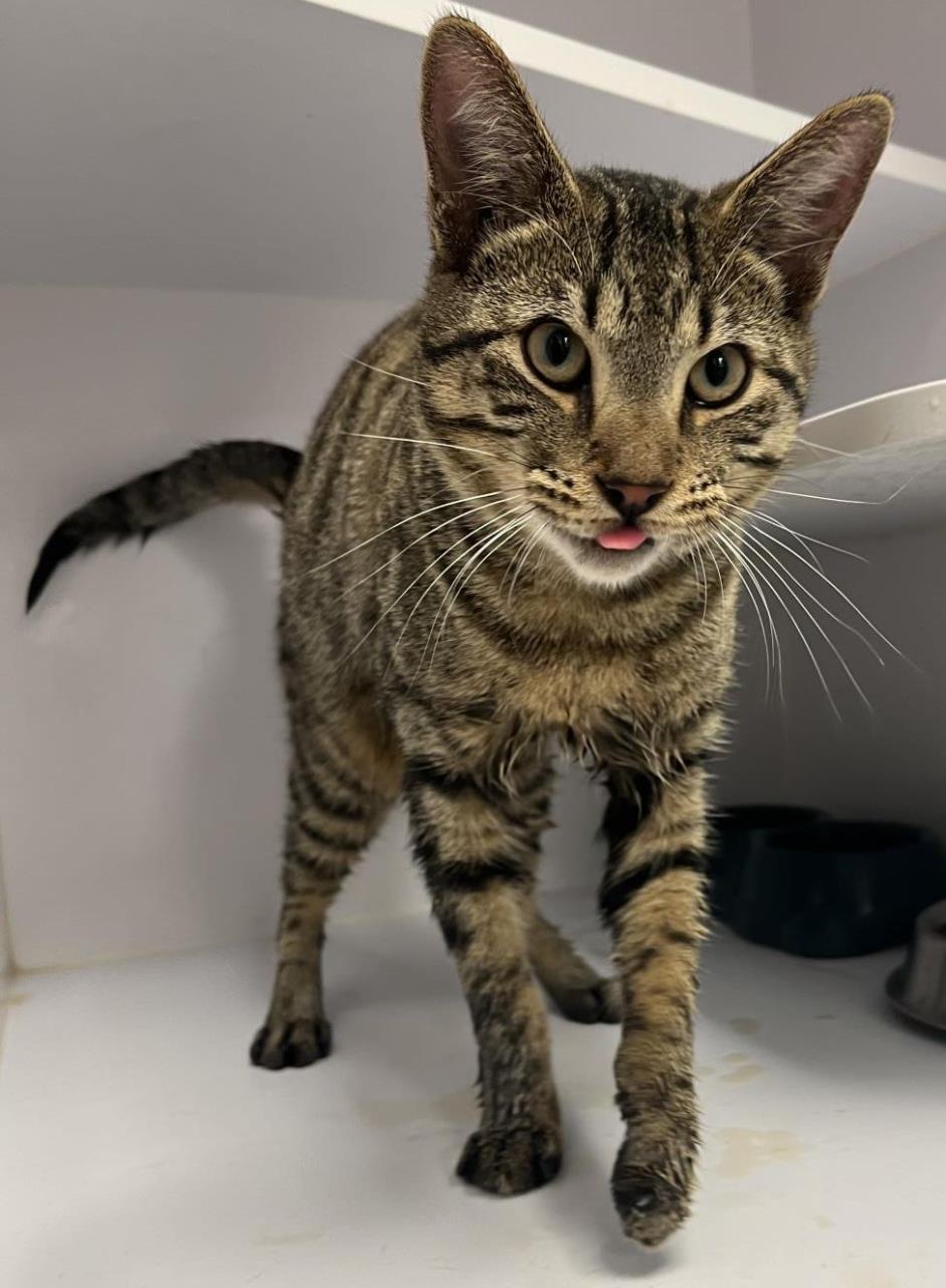 Pound » City of Greater Geraldton