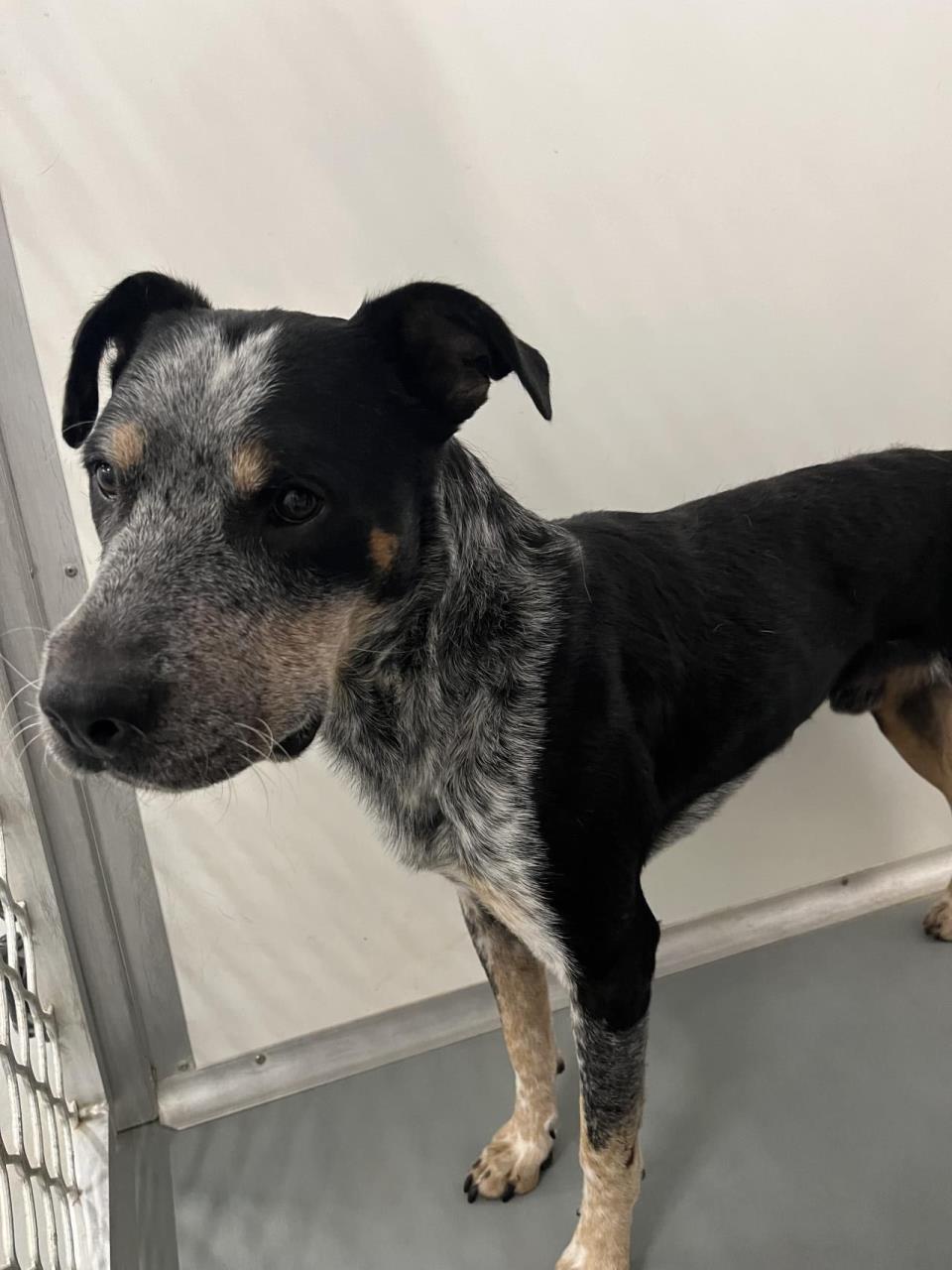 Pound » City of Greater Geraldton