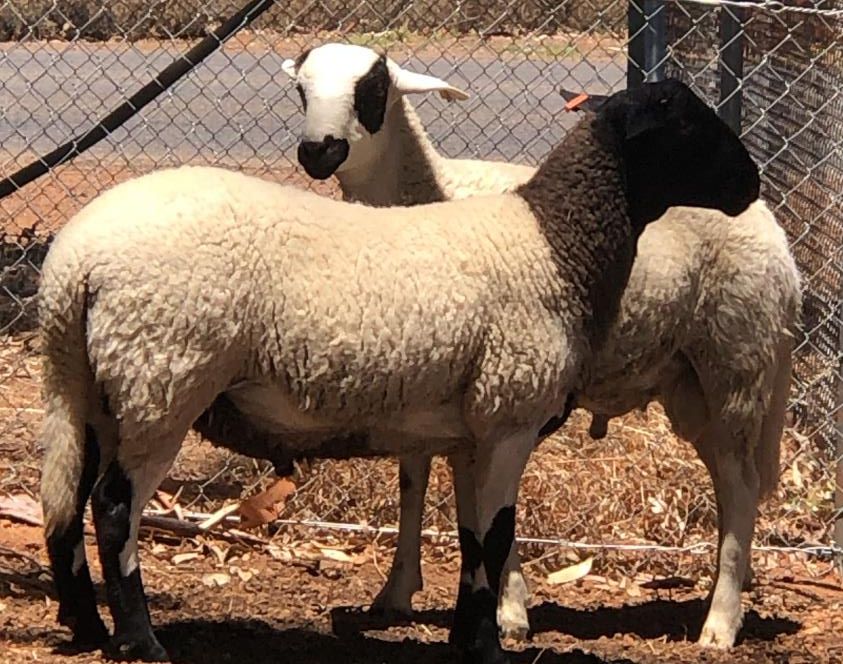 Pound » City of Greater Geraldton