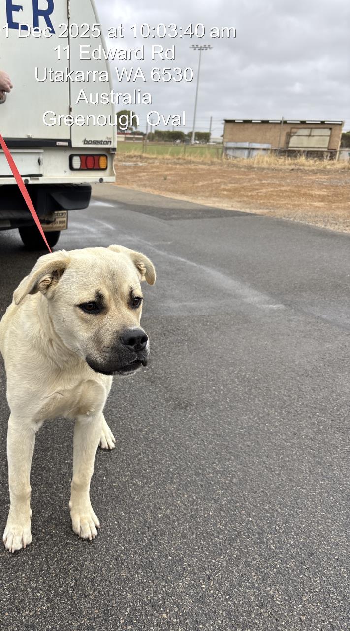 Animal Management Facility » City of Greater Geraldton