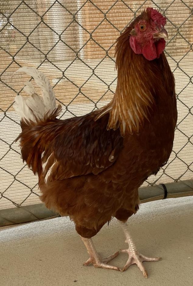 Pound » City of Greater Geraldton