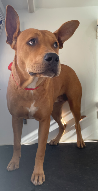 Pound » City of Greater Geraldton