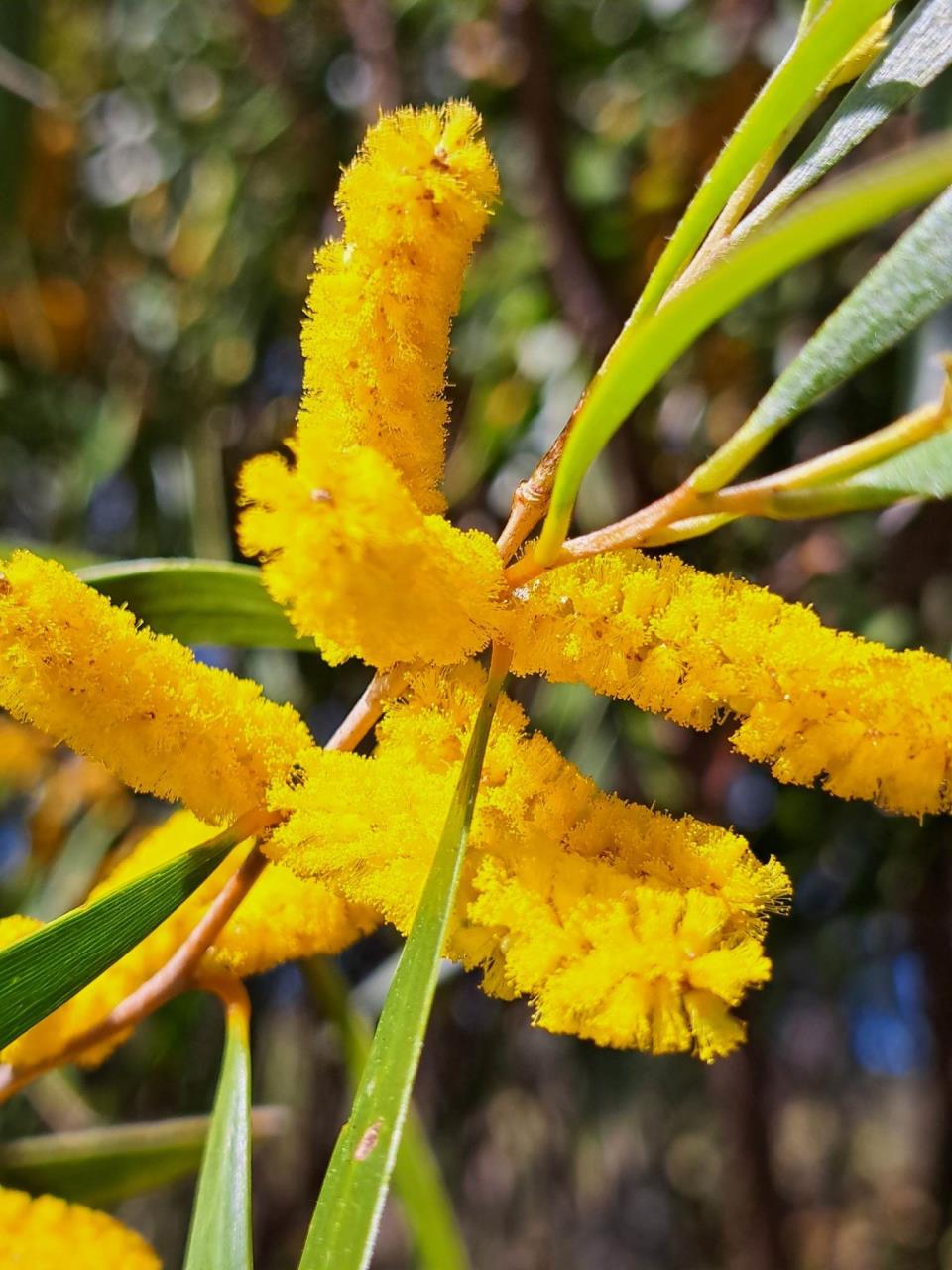 Native Flora » City of Greater Geraldton