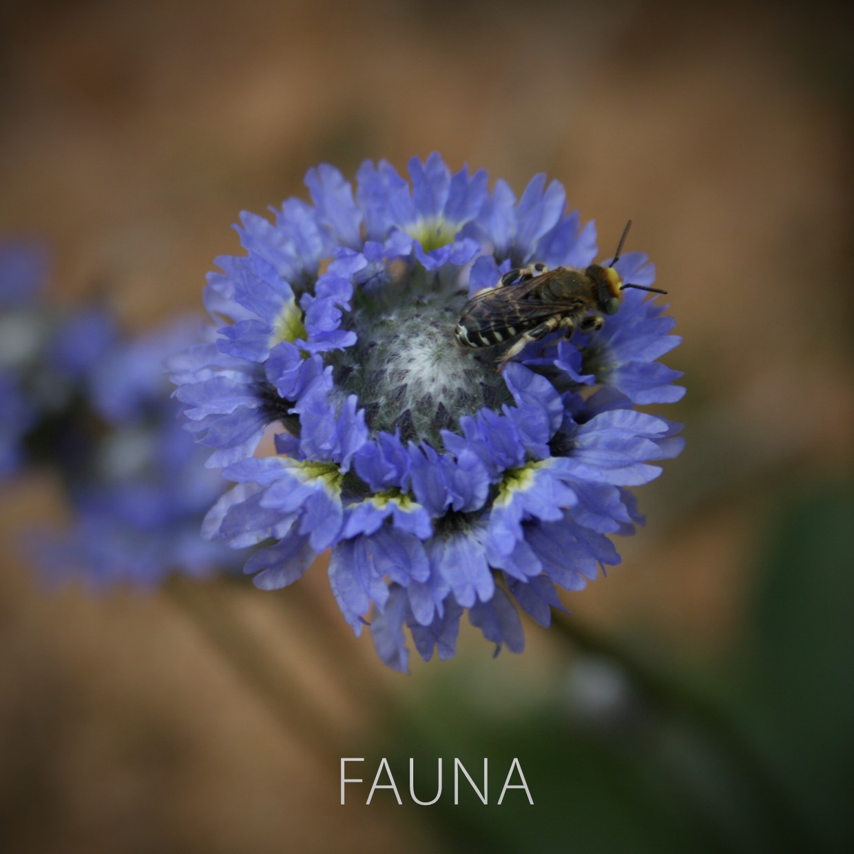 Native Flora and Fauna » City of Greater Geraldton