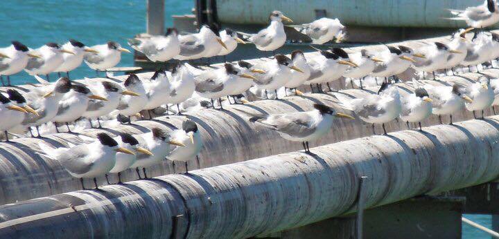 Native Fauna » City of Greater Geraldton