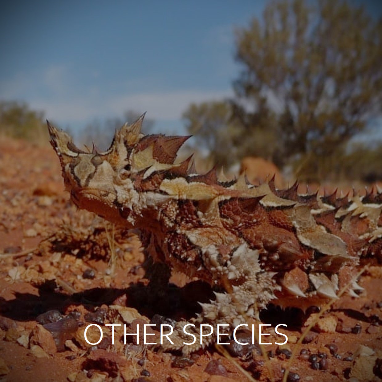 Native Fauna » City of Greater Geraldton