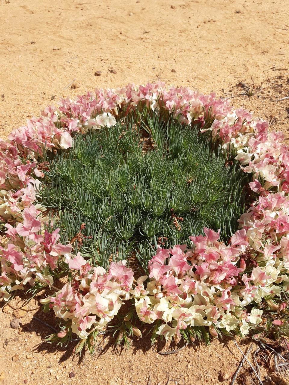 Native Flora » City of Greater Geraldton