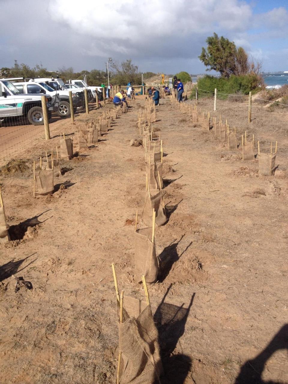 News Story - Million Trees Project nears halfway mark » City of Greater ...