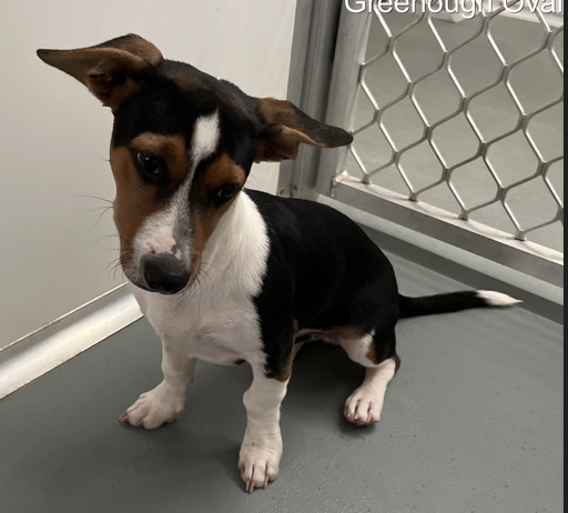 Pound » City of Greater Geraldton