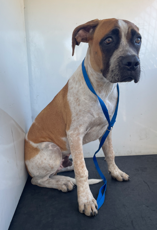 Pound » City of Greater Geraldton