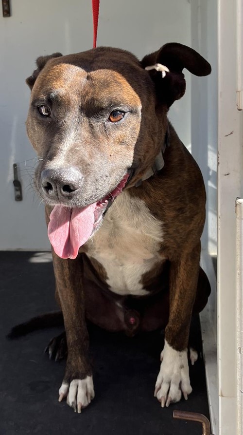 Pound » City of Greater Geraldton