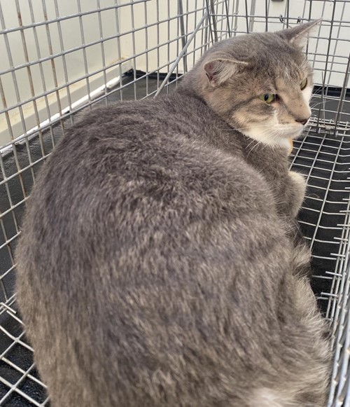 Pound » City of Greater Geraldton