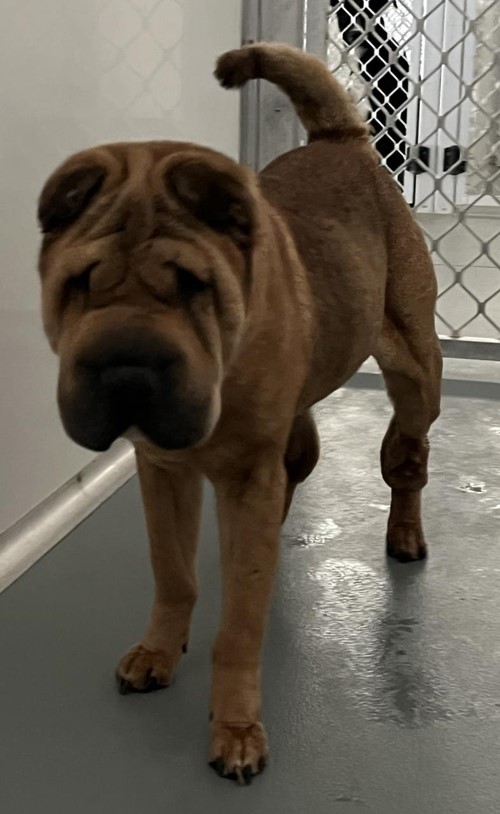 Pound » City of Greater Geraldton