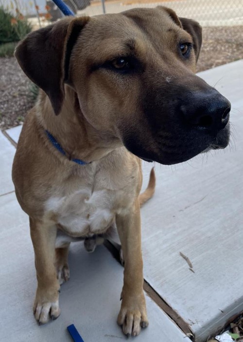 Pound » City of Greater Geraldton