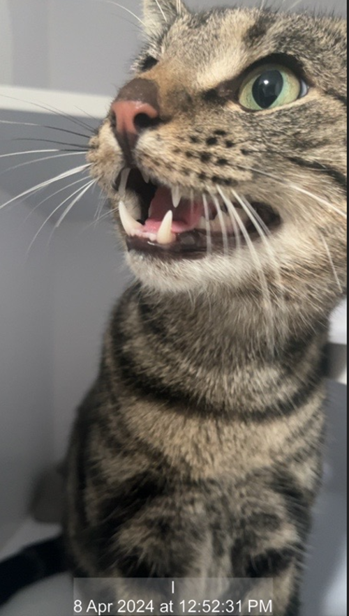 Pound » City of Greater Geraldton